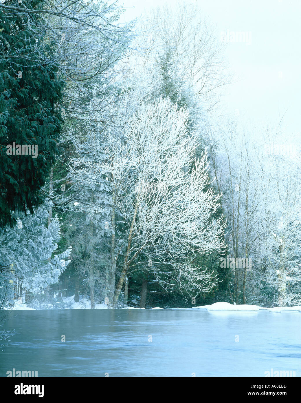 Michigan winter trees landscape hi-res stock photography and images - Alamy