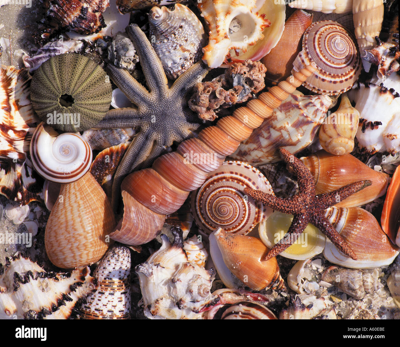 Florida beach seashells hi-res stock photography and images - Alamy