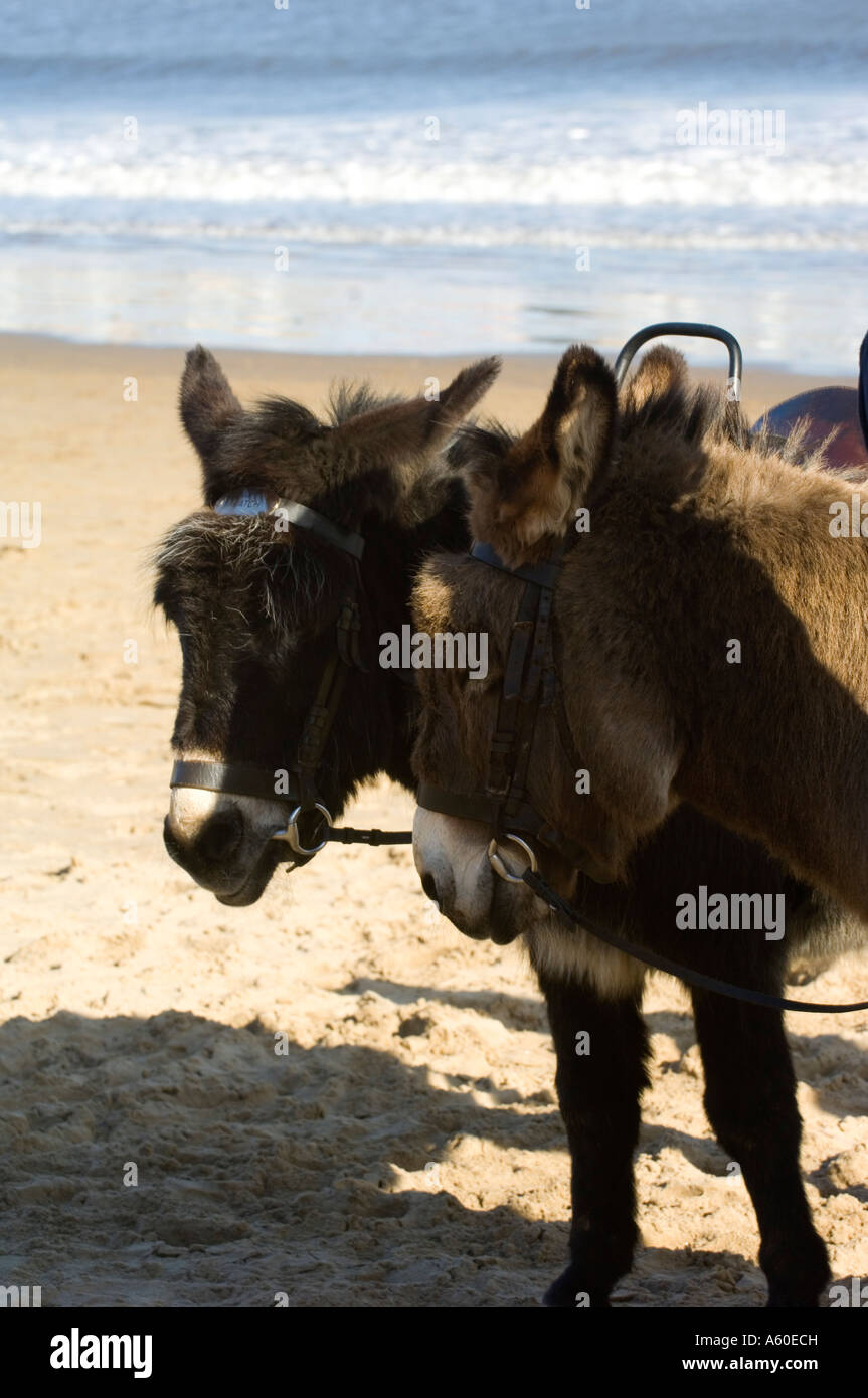 Two Seaside Donkey on the sands Stock Photo - Alamy