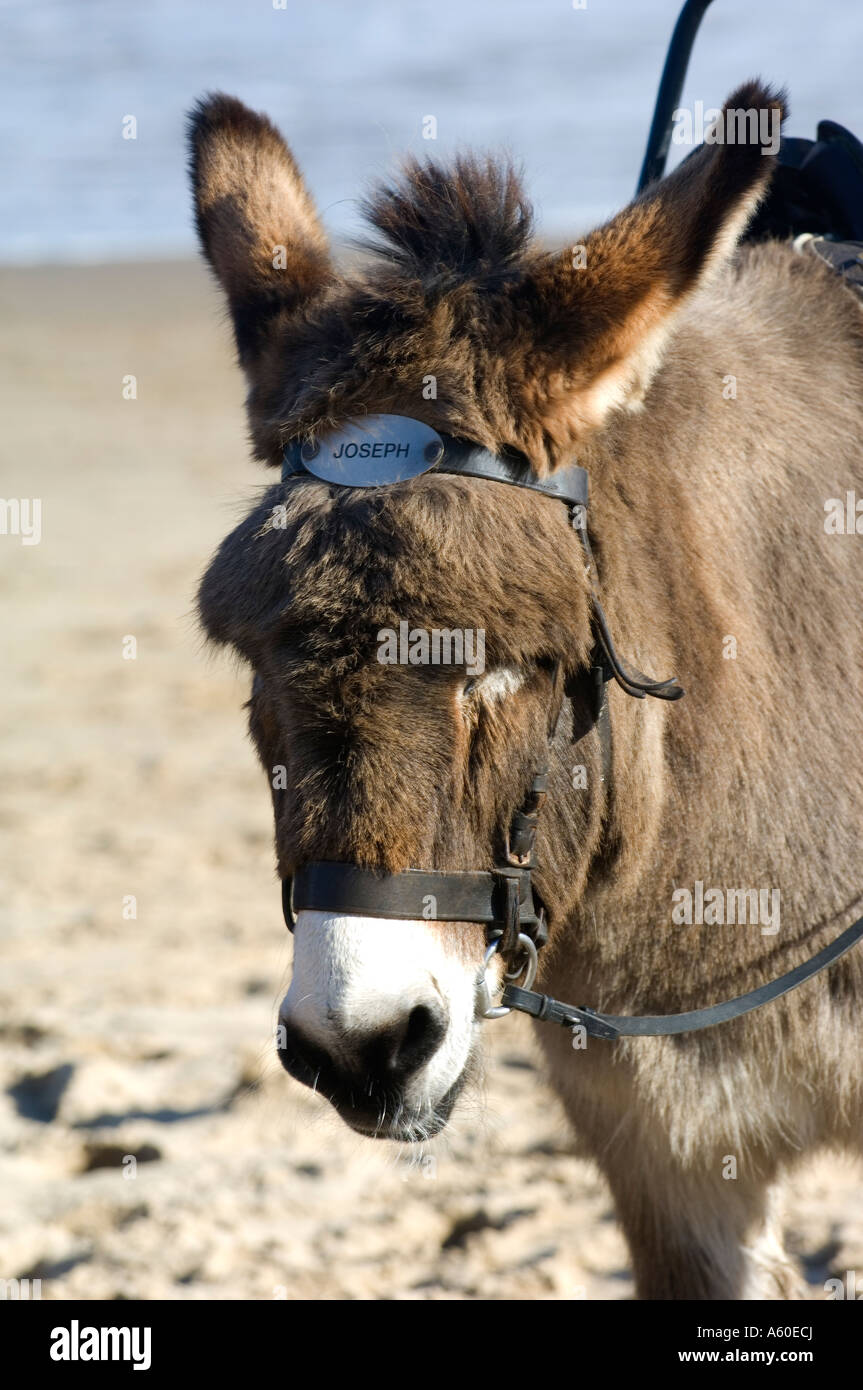 Seaside Donkey on the sands Stock Photo - Alamy