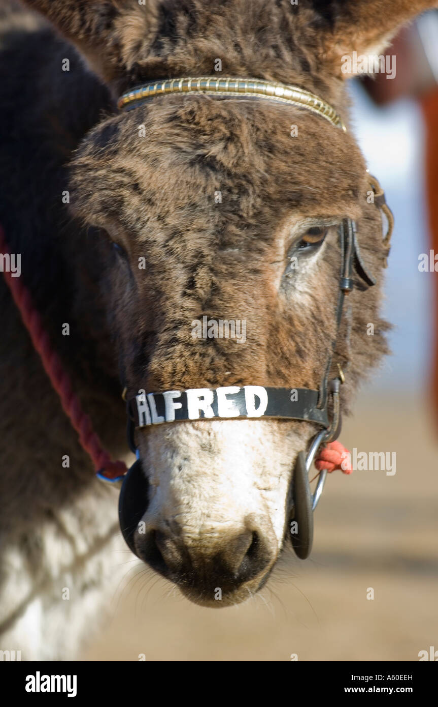 Donkey called Fred at the seaside Stock Photo - Alamy