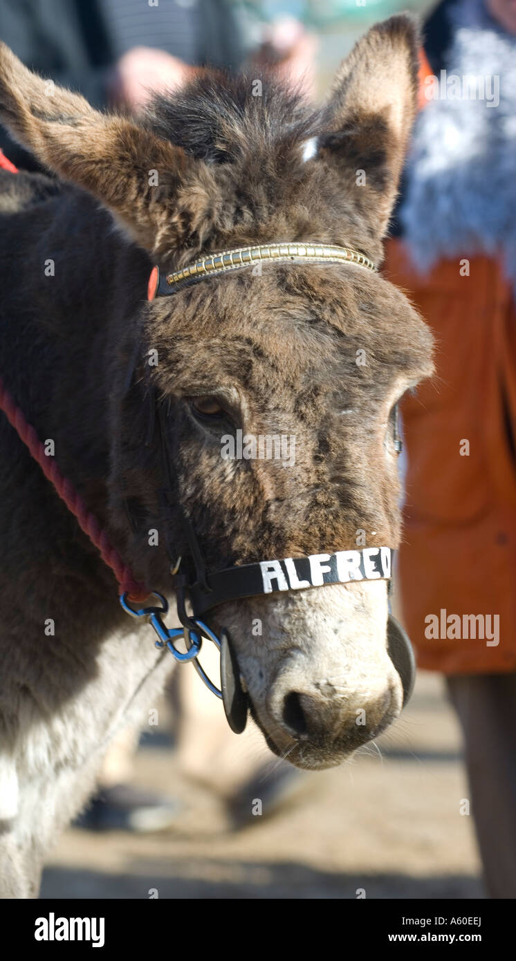 Donkey called Fred at the seaside Stock Photo - Alamy
