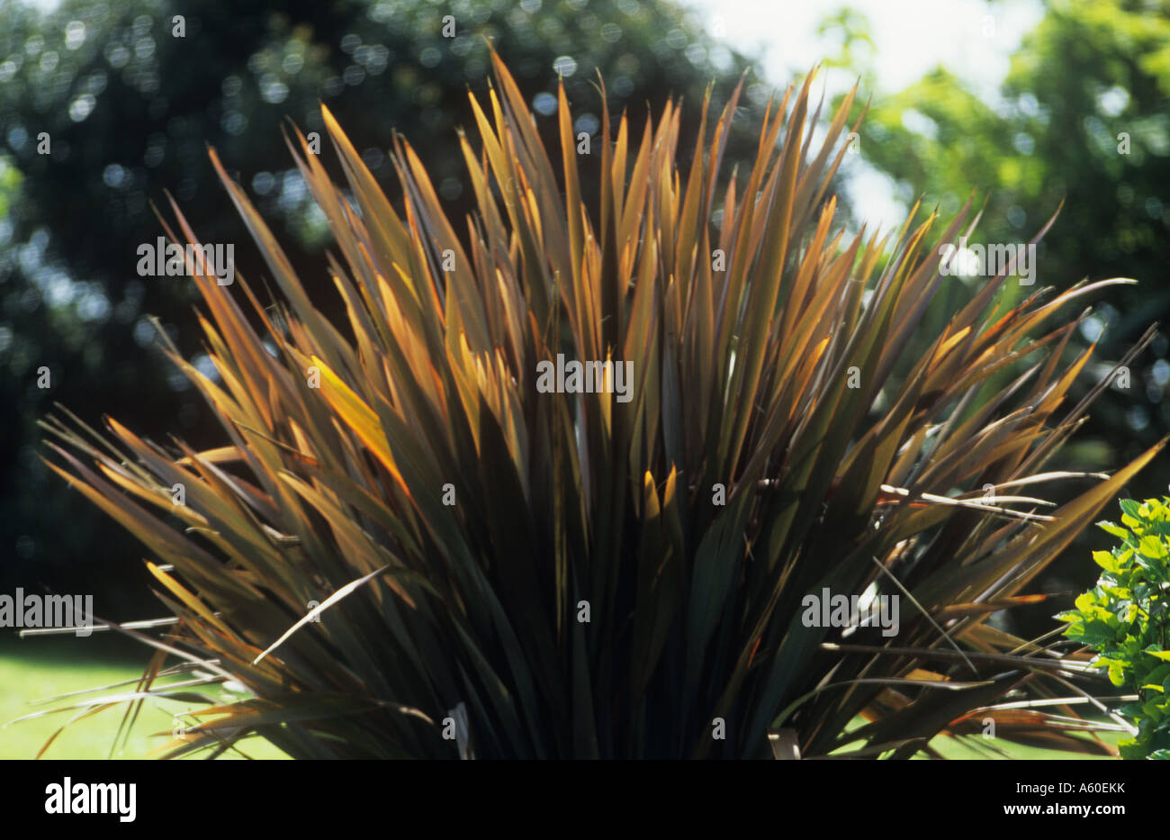 Phormium in a Cornish garden. Lizard Peninsula, Cornwall, UK Stock ...