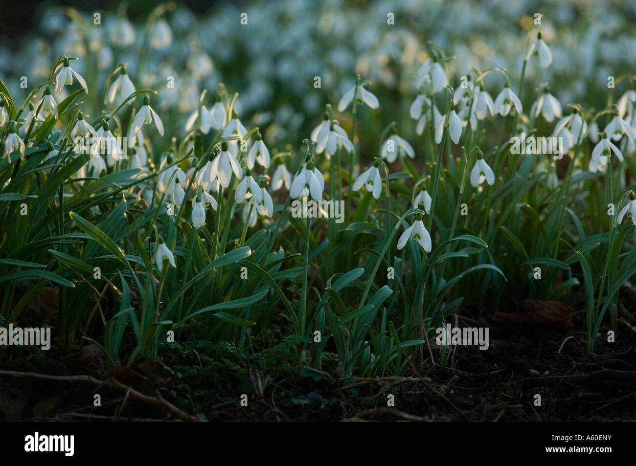 Snow Drops Galanthus nivalis Stock Photo - Alamy