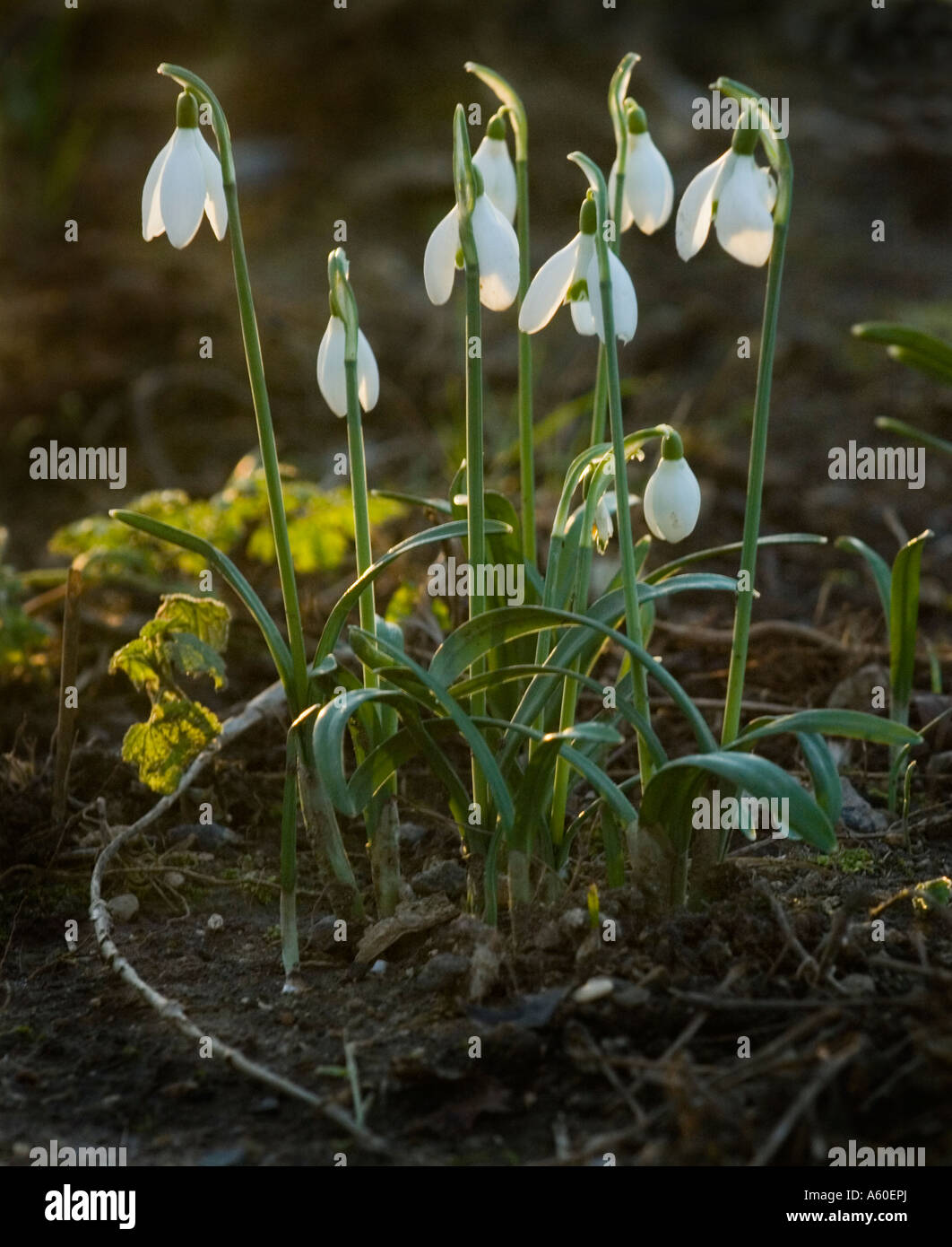 Botanical galanthus hi-res stock photography and images - Alamy