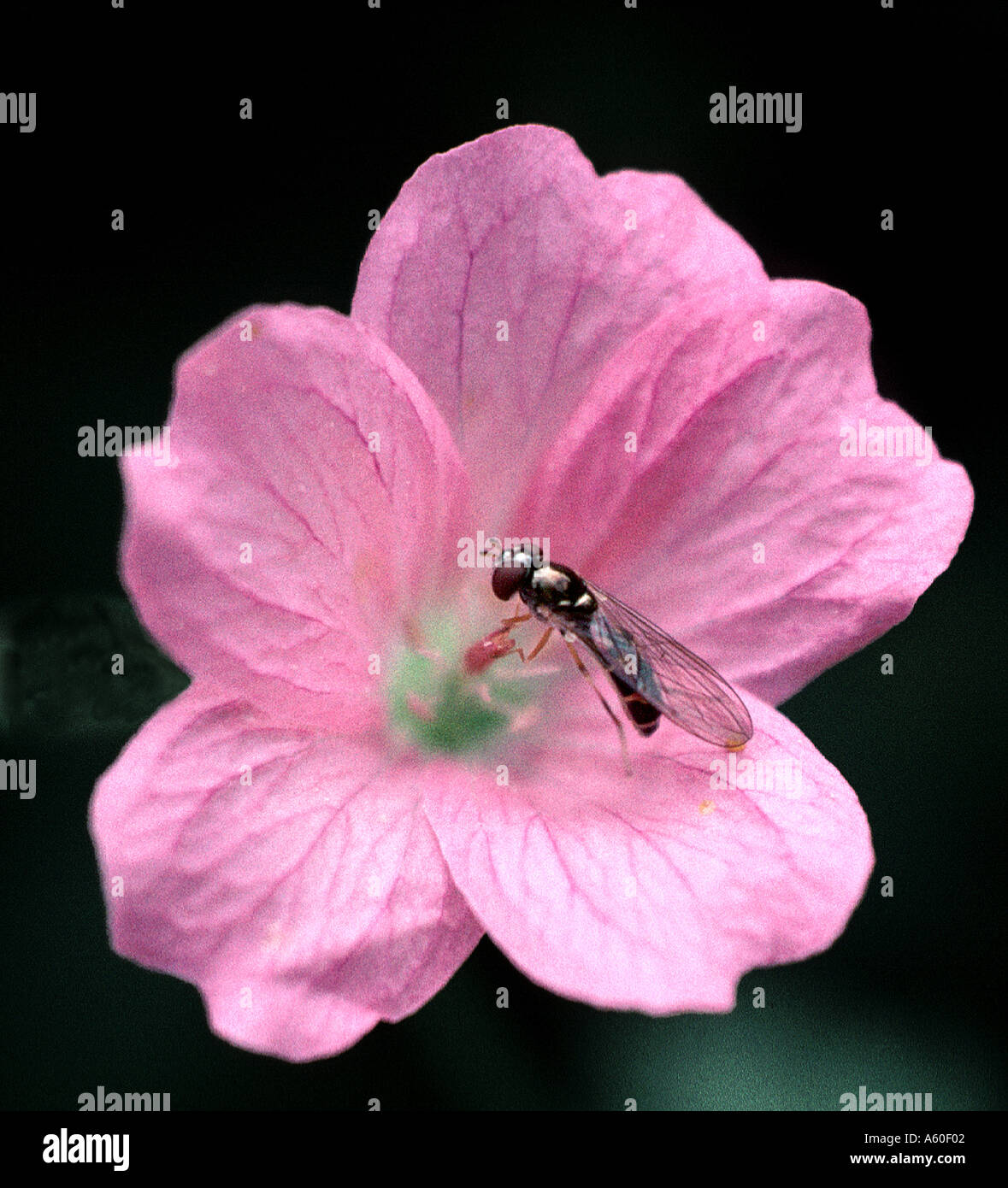 insect on flower Stock Photo - Alamy