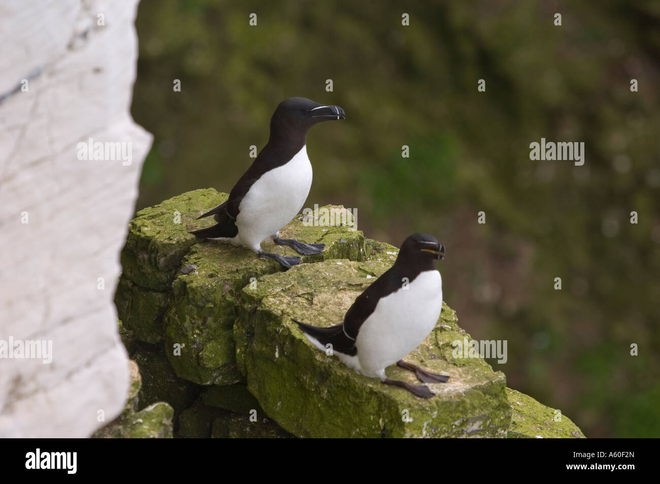 Razorbill Alca torda Stock Photo - Alamy