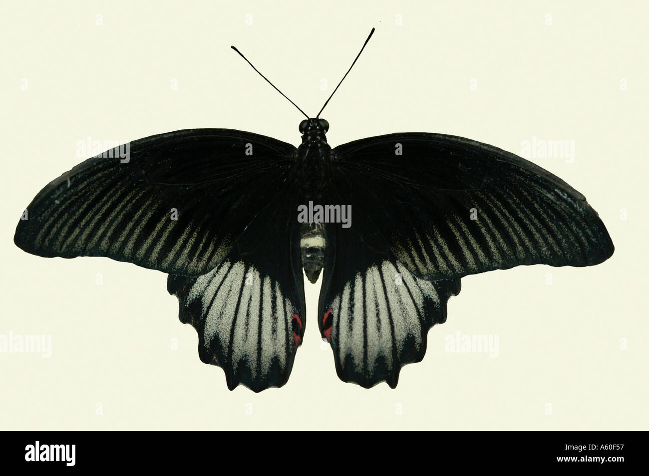 Scarlet Mormon, (papilio rumanzovia,) butterfly Stock Photo - Alamy