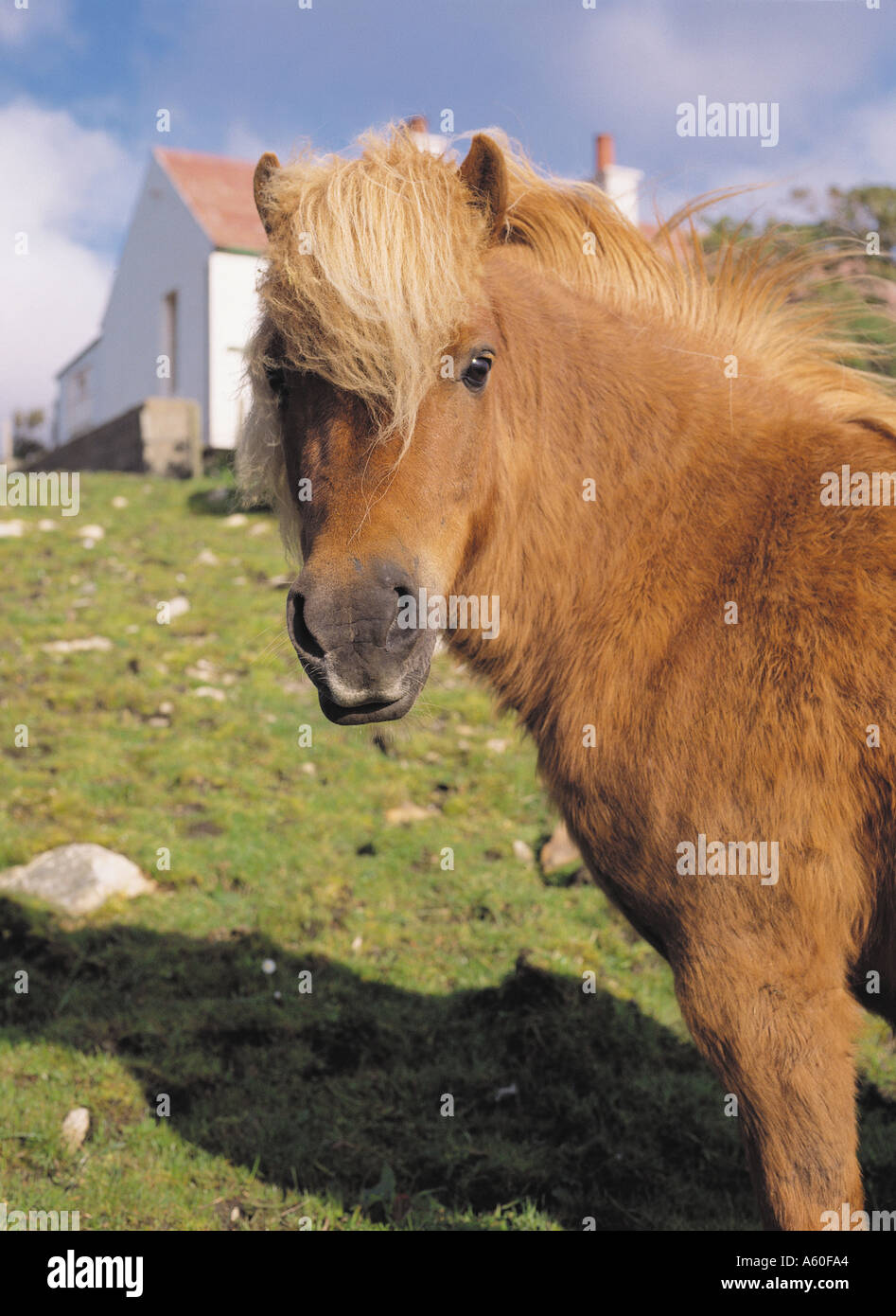 dh SHETLAND PONY UK Head shoulders horse portrait field scotland ...