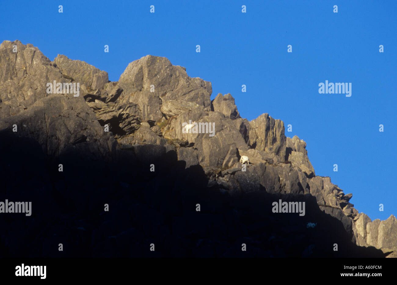 Mountain goats high on Tryfan. Ogwen Valley, Snowdonia. NorthWales ...