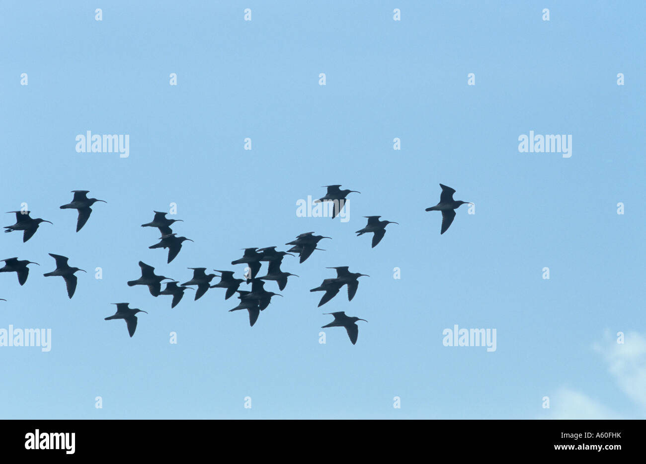 Curlew in flight Loe Bar, Lizard Peninsula, Cornwall, UK Stock Photo ...