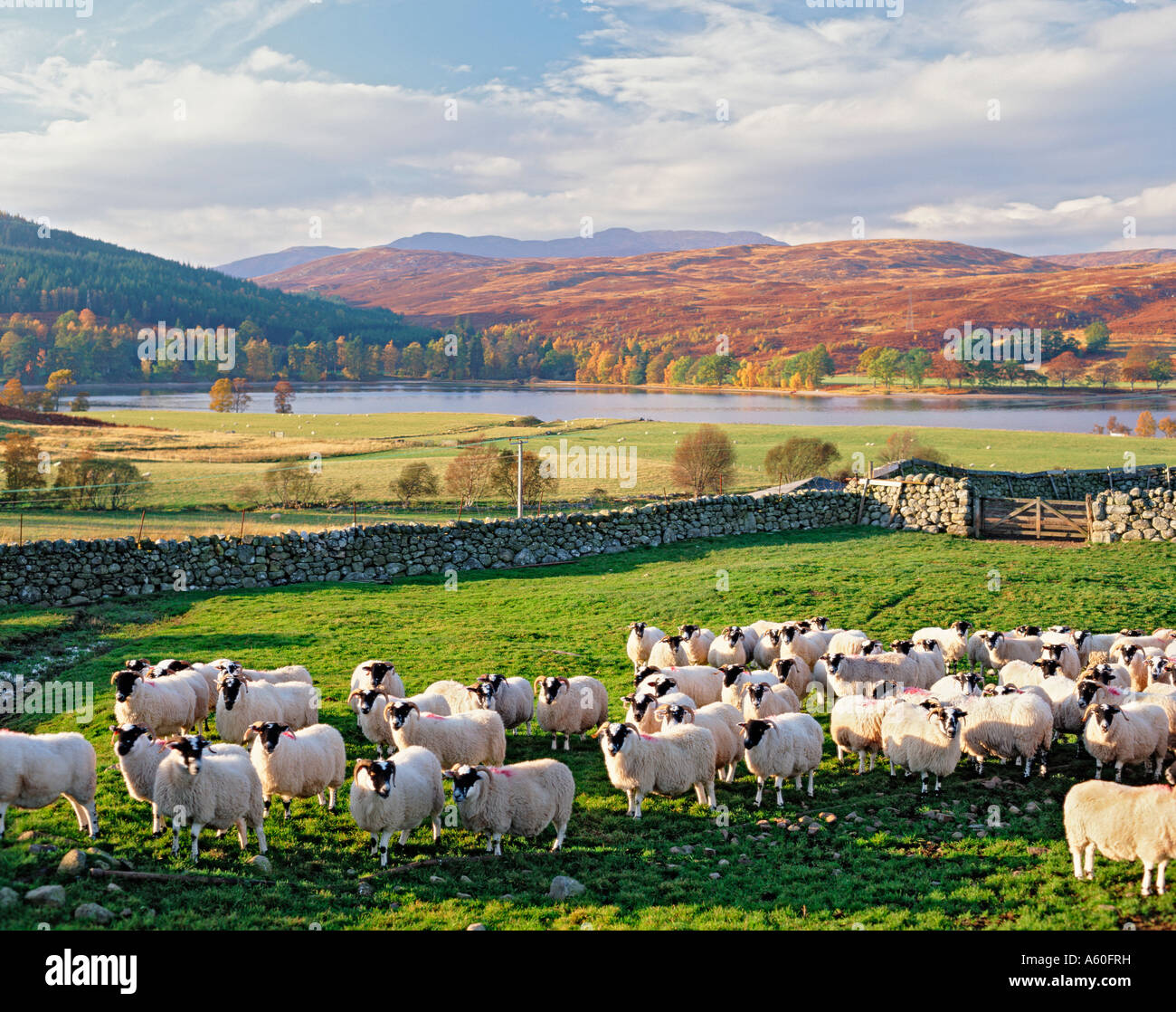 Finnart hi-res stock photography and images - Alamy