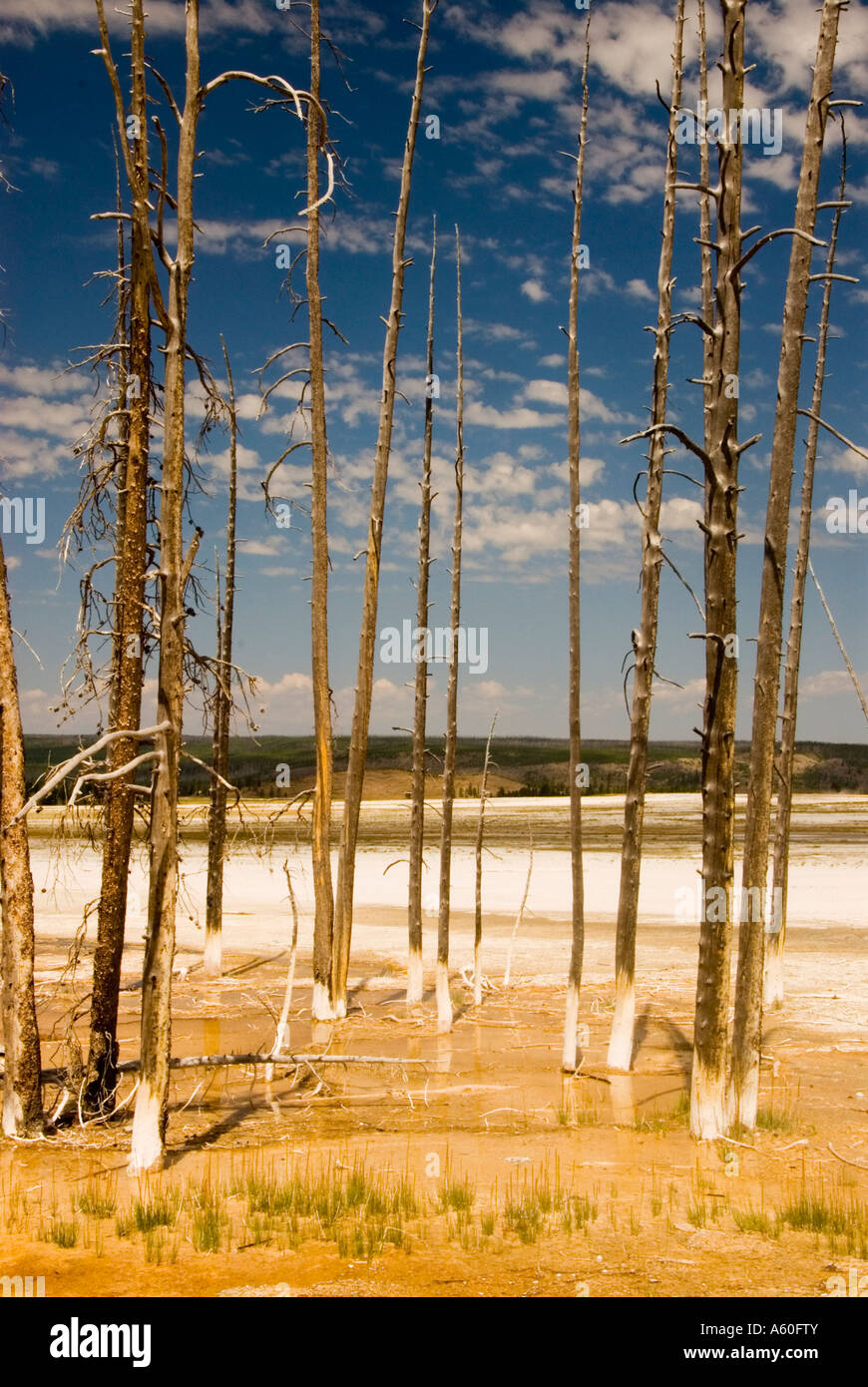 Dead tress hi-res stock photography and images - Alamy