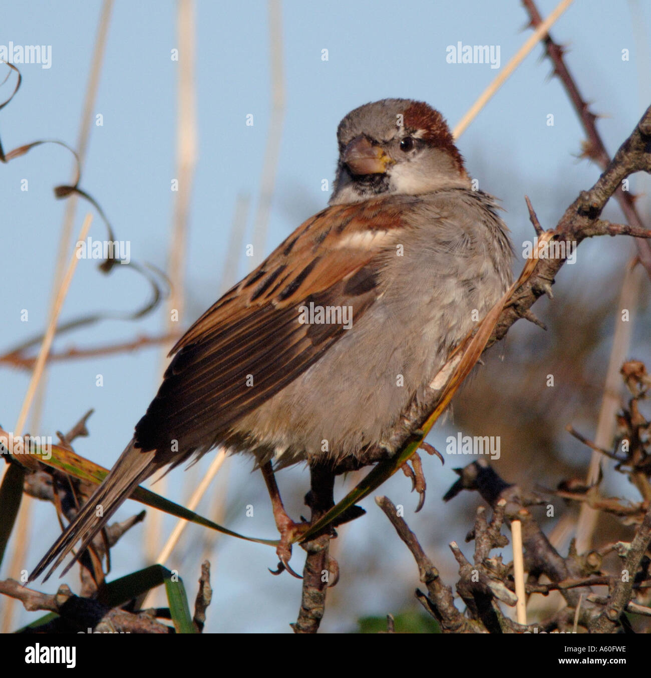 Tree Sparrow, Passer montanus, West Wales, UK, Europe Stock Photo - Alamy
