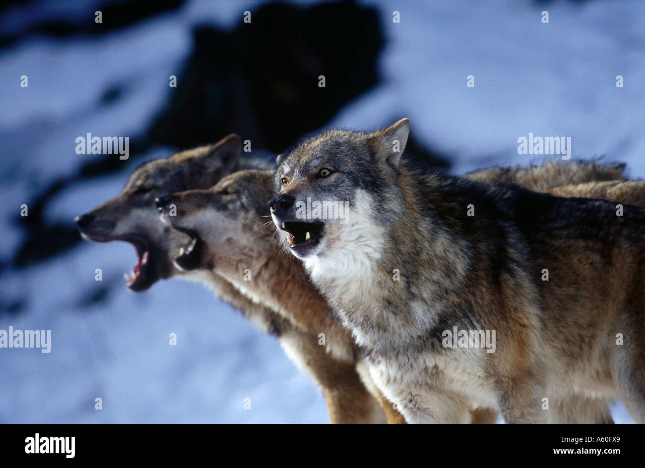 Three Grey wolves (Canis lupus) howling in forest, Bavarian Forest ...