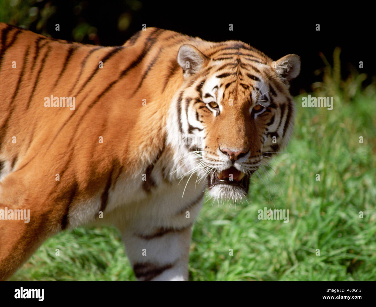 Bengal tiger looks toward camera California USA Stock Photo - Alamy