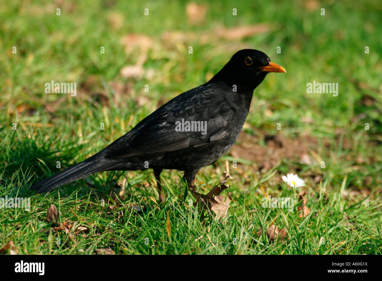 BLACKBIRD TURDUS MERULA ON LAWN SIDE VIEW Stock Photo - Alamy