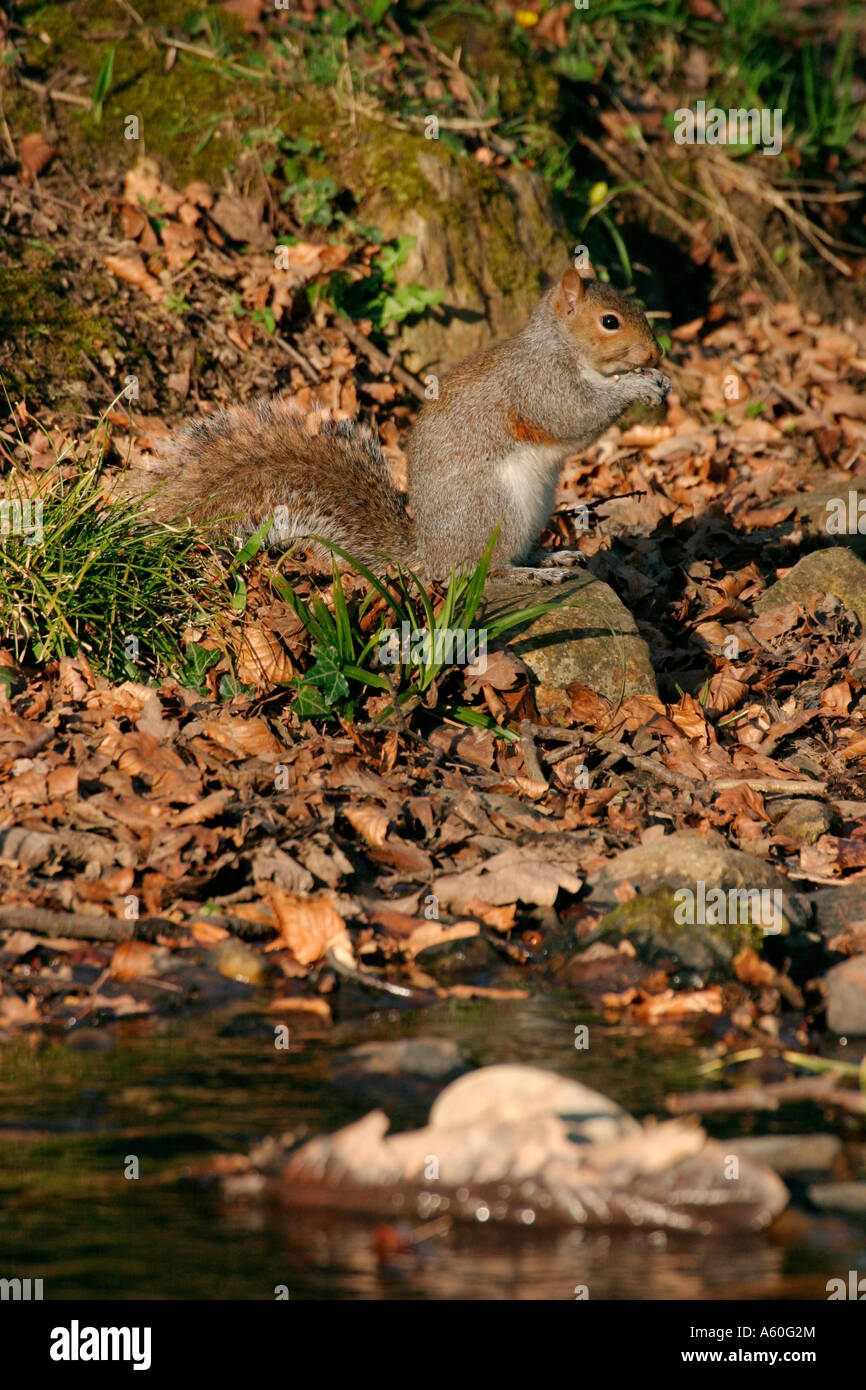 GREY SQUIRREL SCUIRUS CAROLINENSIS ON GROUND SIDE VIEW Stock Photo - Alamy