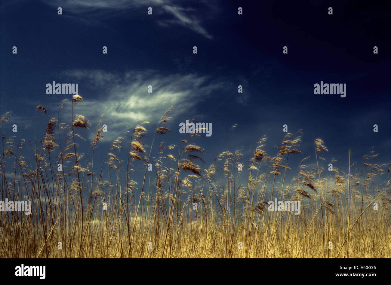 Reeds beside the Severn Estuary Purton Somerset Stock Photo - Alamy