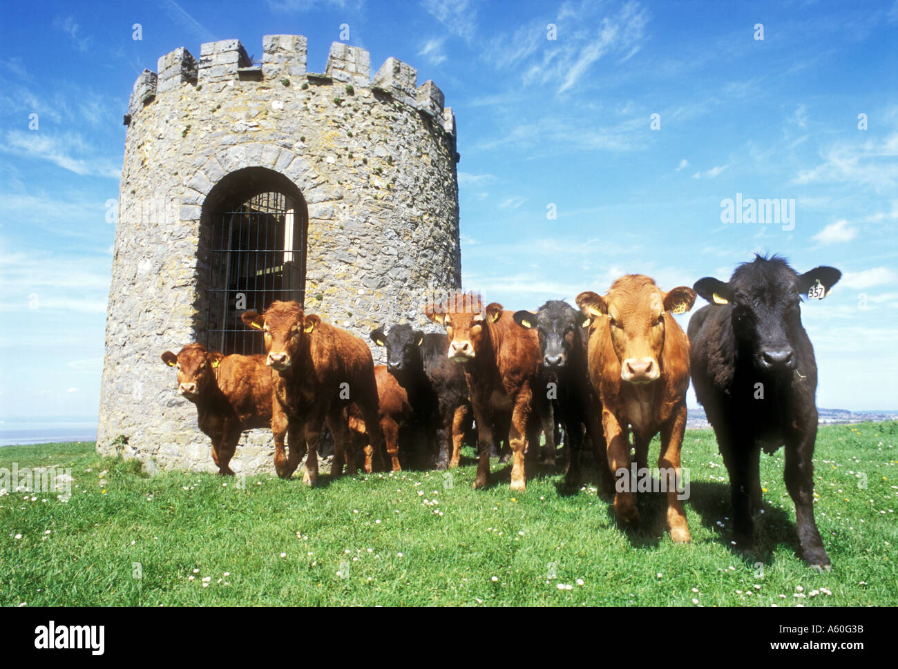 Cows surround Uphill tower in Somerset Stock Photo - Alamy