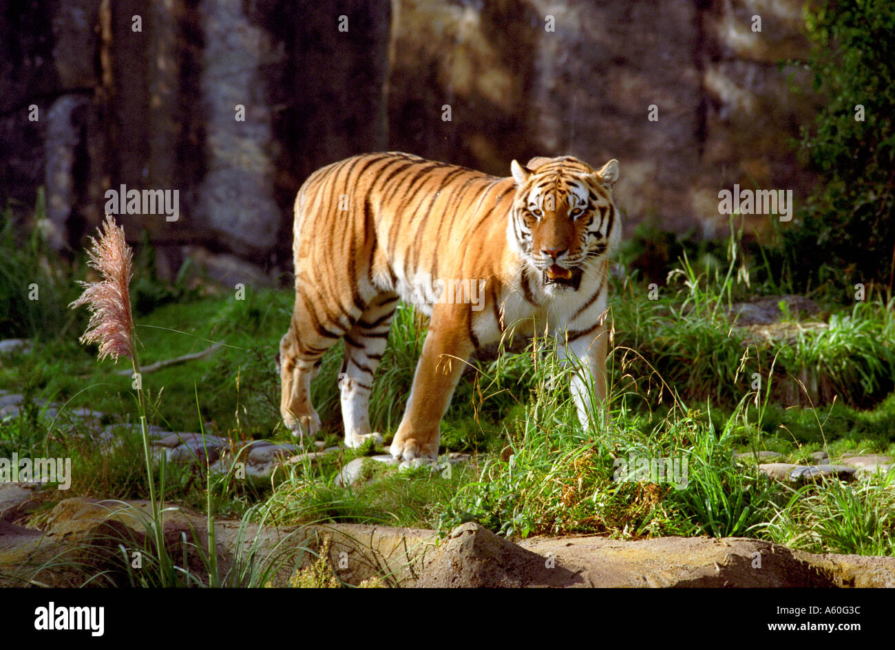 Bengal tiger in afternoon light in protected habitat California USA ...