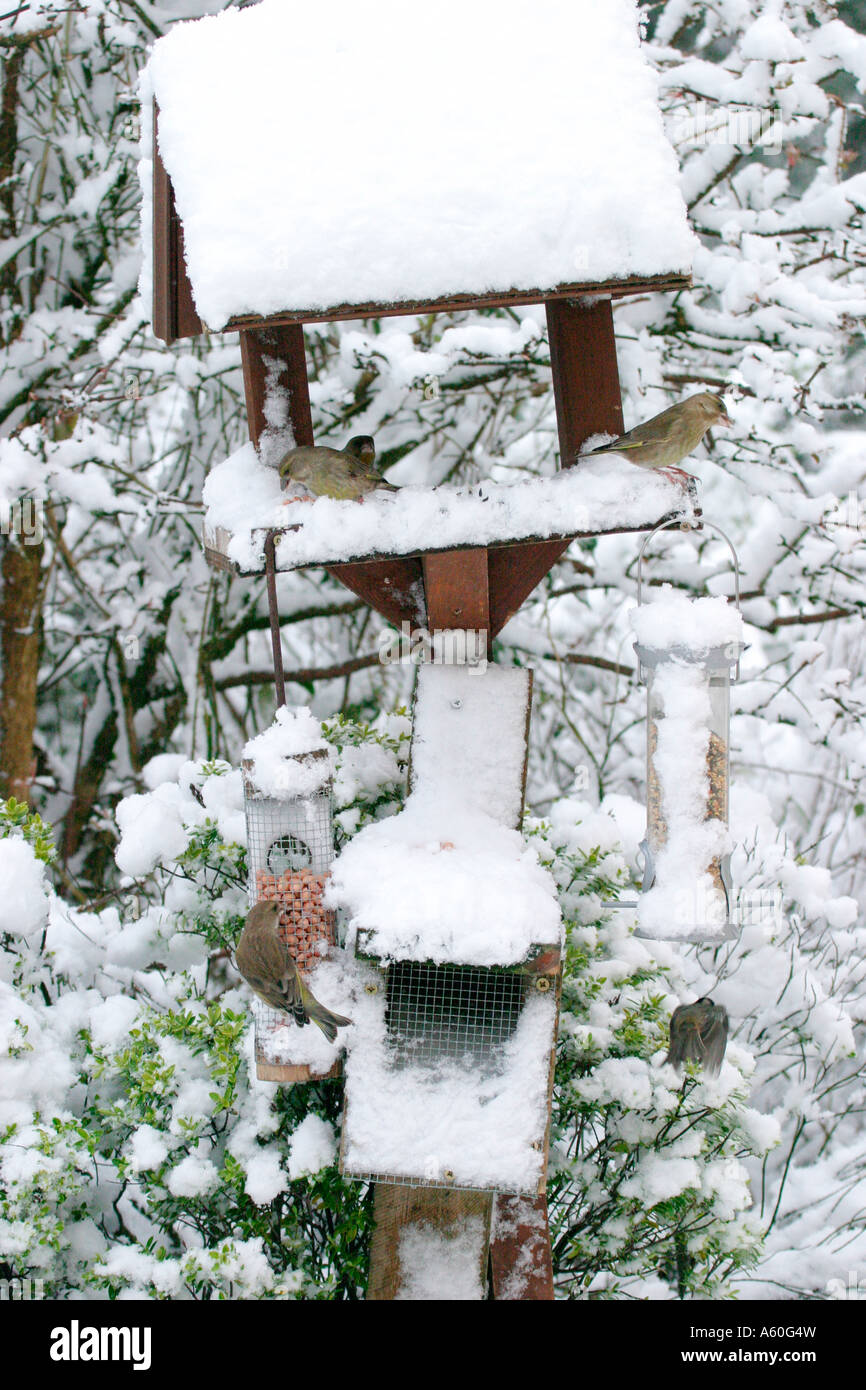 BIRDS FEEDING AT BIRD TABLE IN SNOW Stock Photo - Alamy