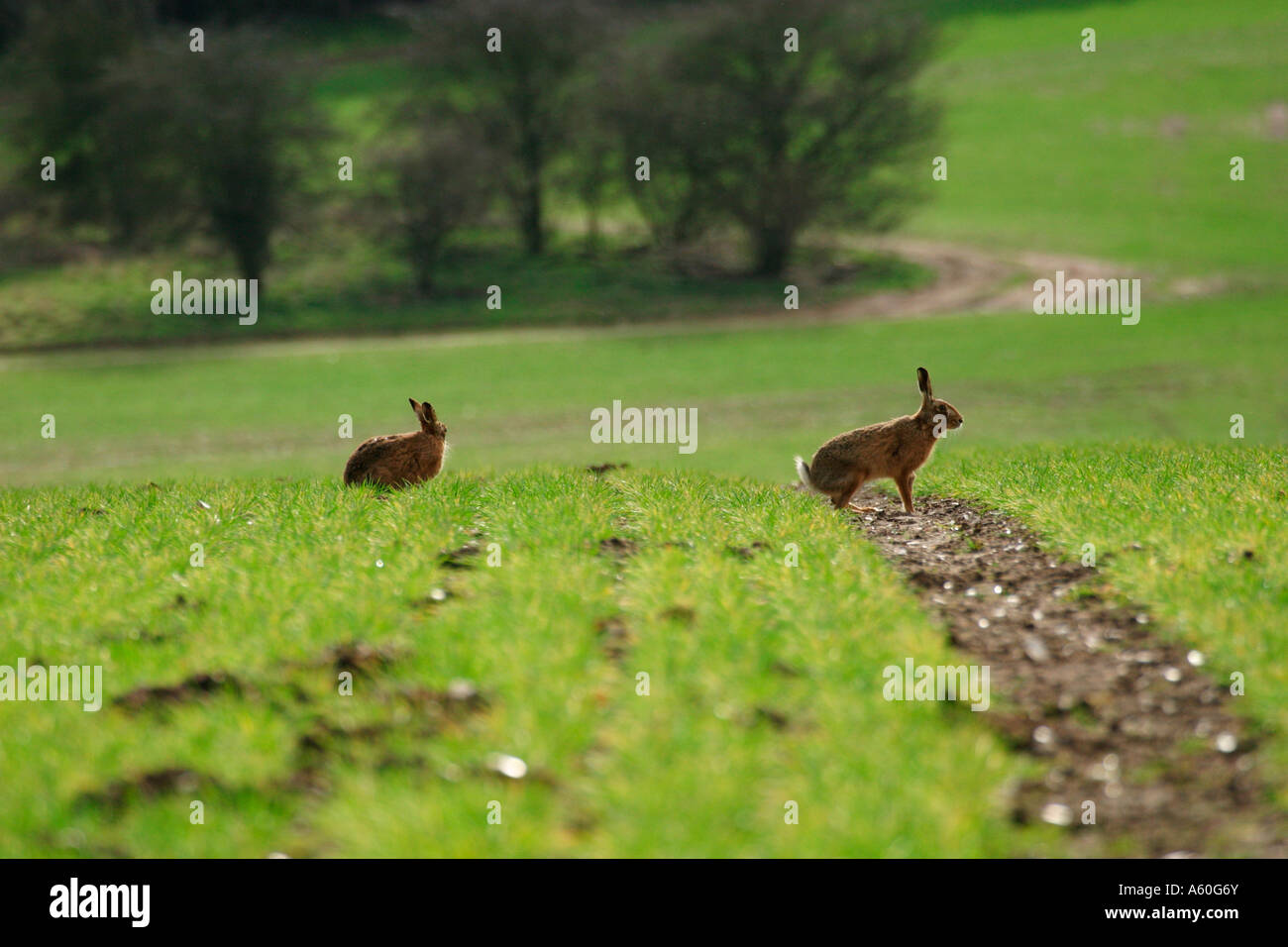 HARES LEPUS CAPENSIS IN BARLEY FIELD SIDE VIEW Stock Photo - Alamy