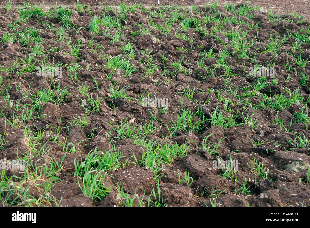 Green manures hi-res stock photography and images - Alamy