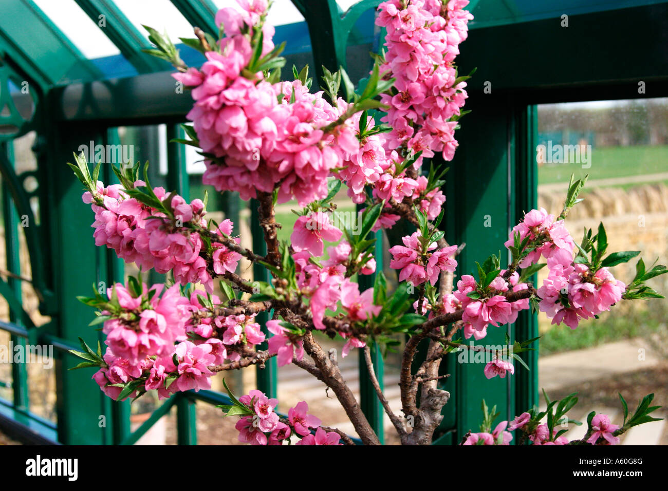 Silver tree greenhouse hi-res stock photography and images - Alamy