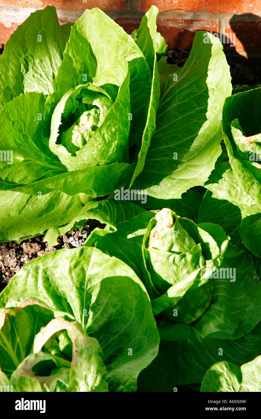CHICORY SUGAR LOAF IN GREENHOUSE Stock Photo - Alamy