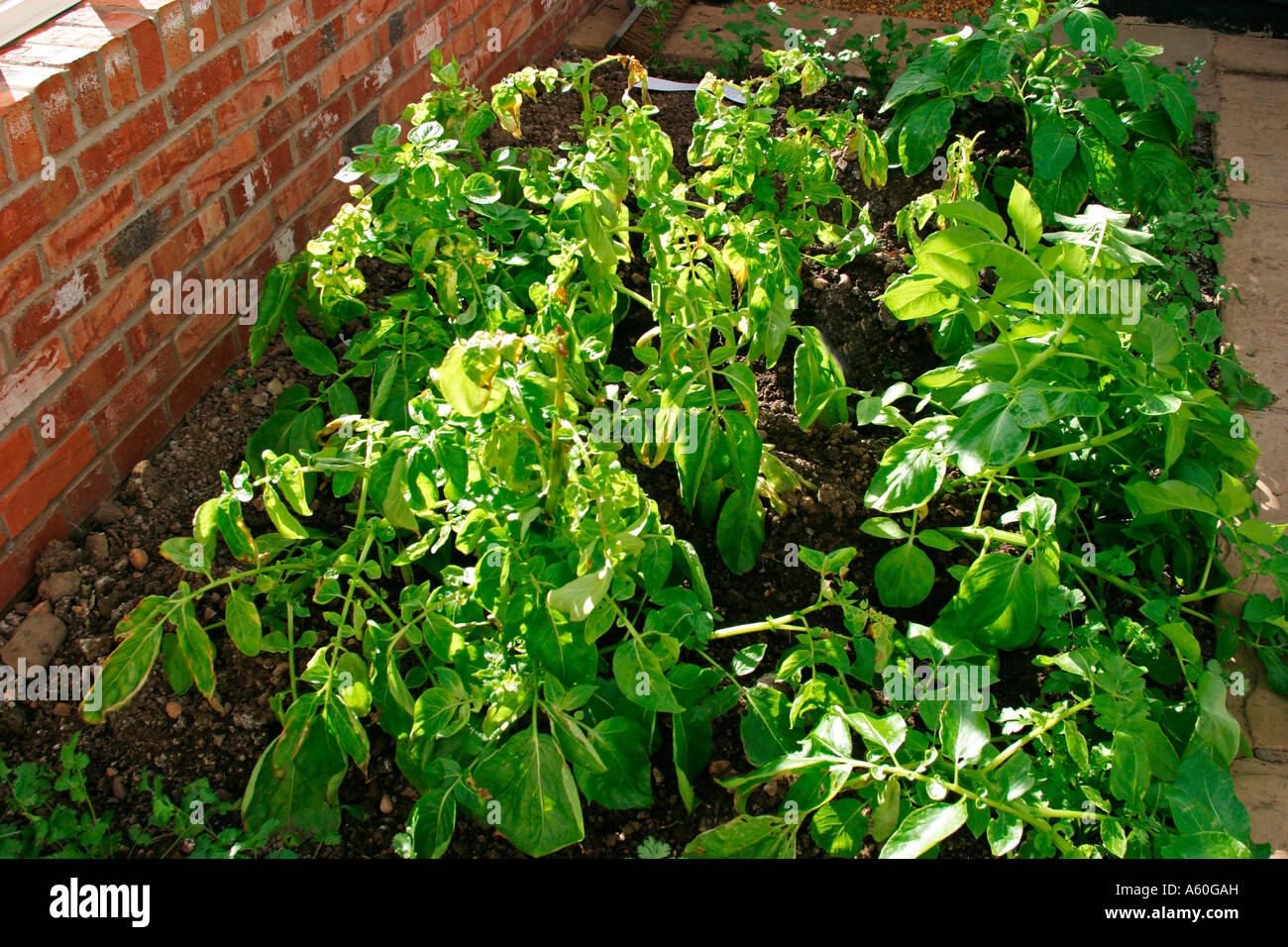 Potatoes greenhouse hi-res stock photography and images - Alamy