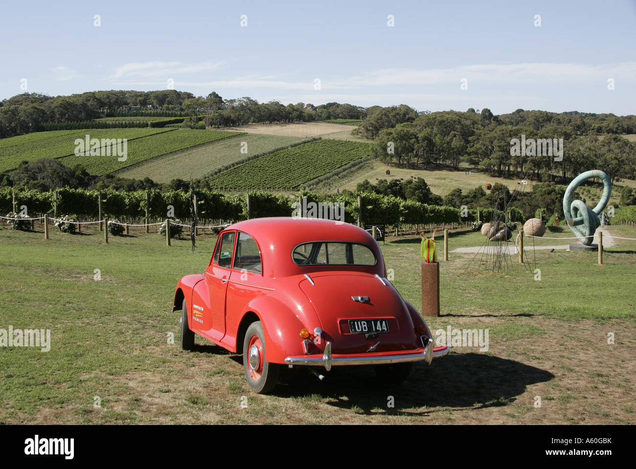 Red Morris Minor at the Montalto Vineyard in Red Hill South, Victoria ...