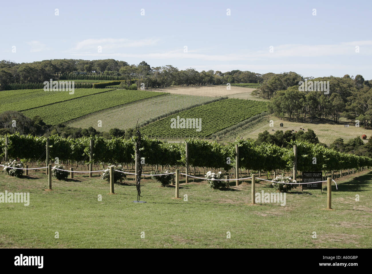 Montalto Vineyard High Resolution Stock Photography and Images - Alamy