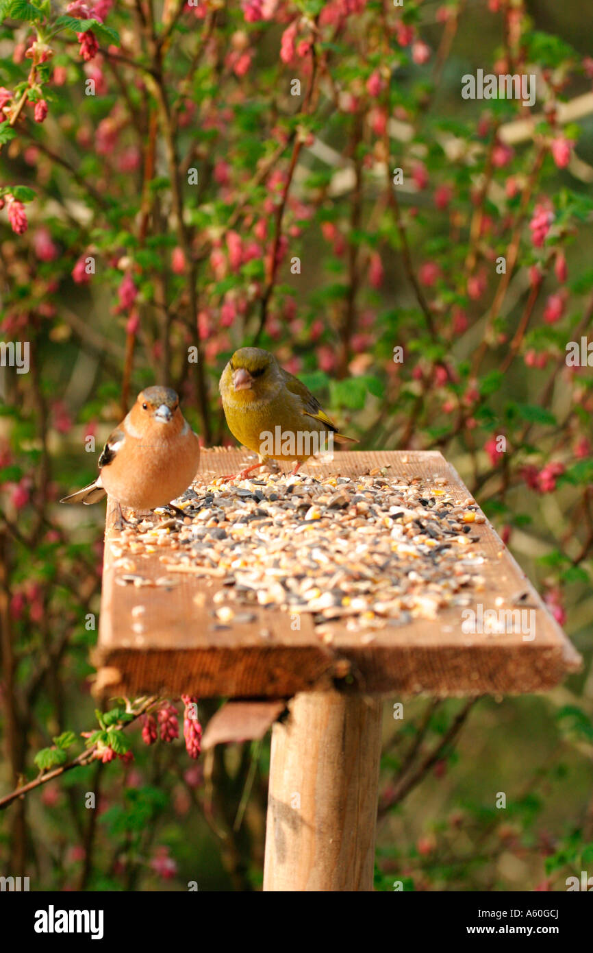 BIRDS FEEDING ON BIRD TABLE IN SPRING Stock Photo - Alamy