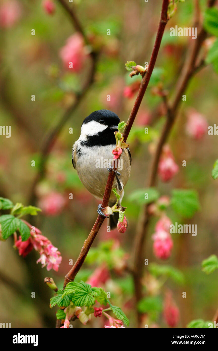 COAL TIT PARUS ATER IN FLOWERING CURRENT IN SPRING FRONT VIEW Stock ...