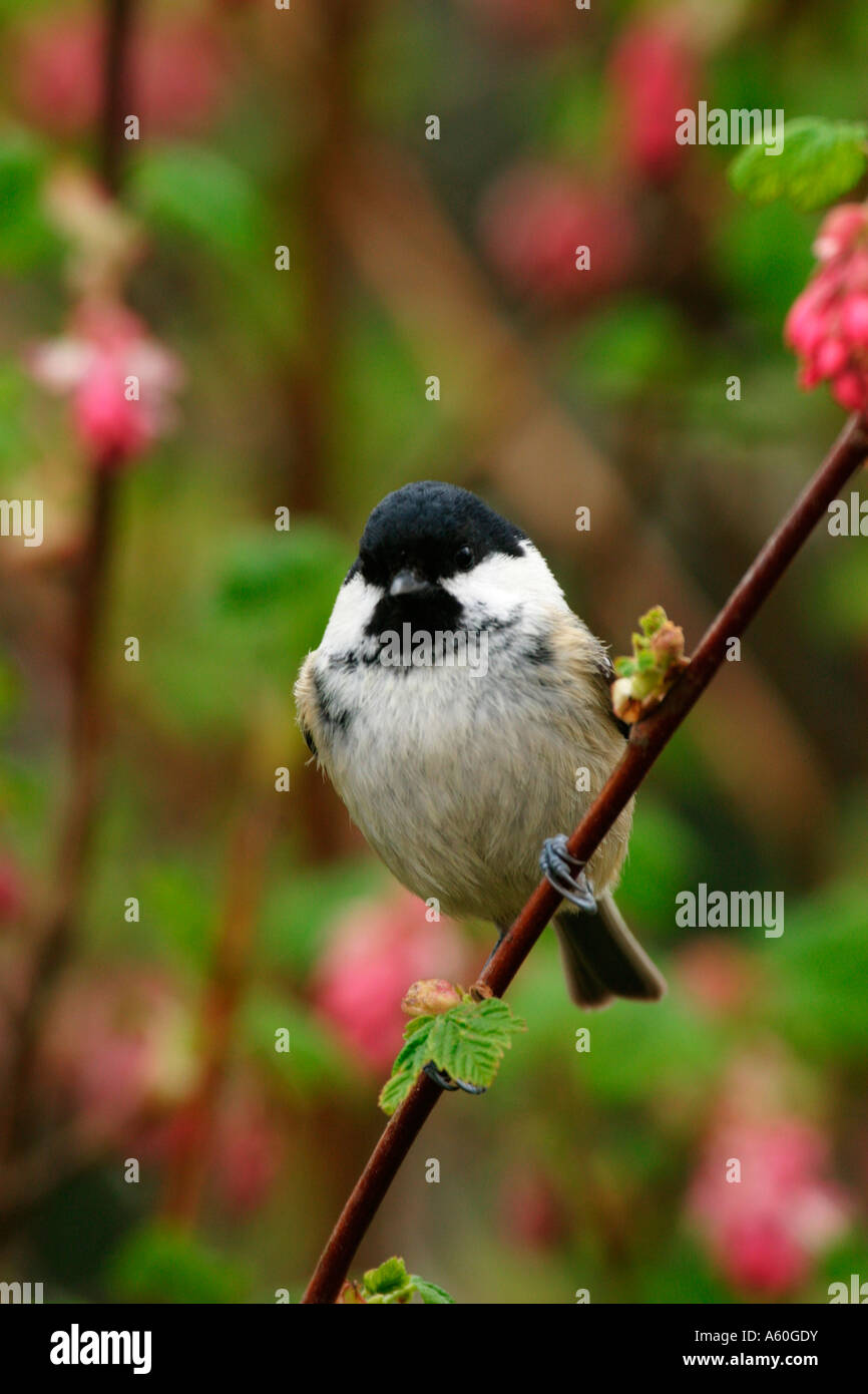 COAL TIT PARUS ATER IN FLOWERING CURRENT IN SPRING Stock Photo - Alamy