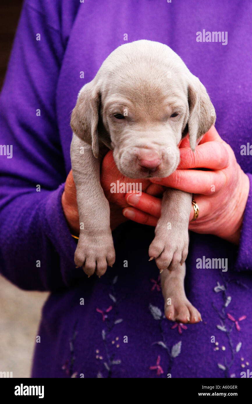 WEIMERANER PUPPY CLOSE UP FRONT VIEW Stock Photo - Alamy