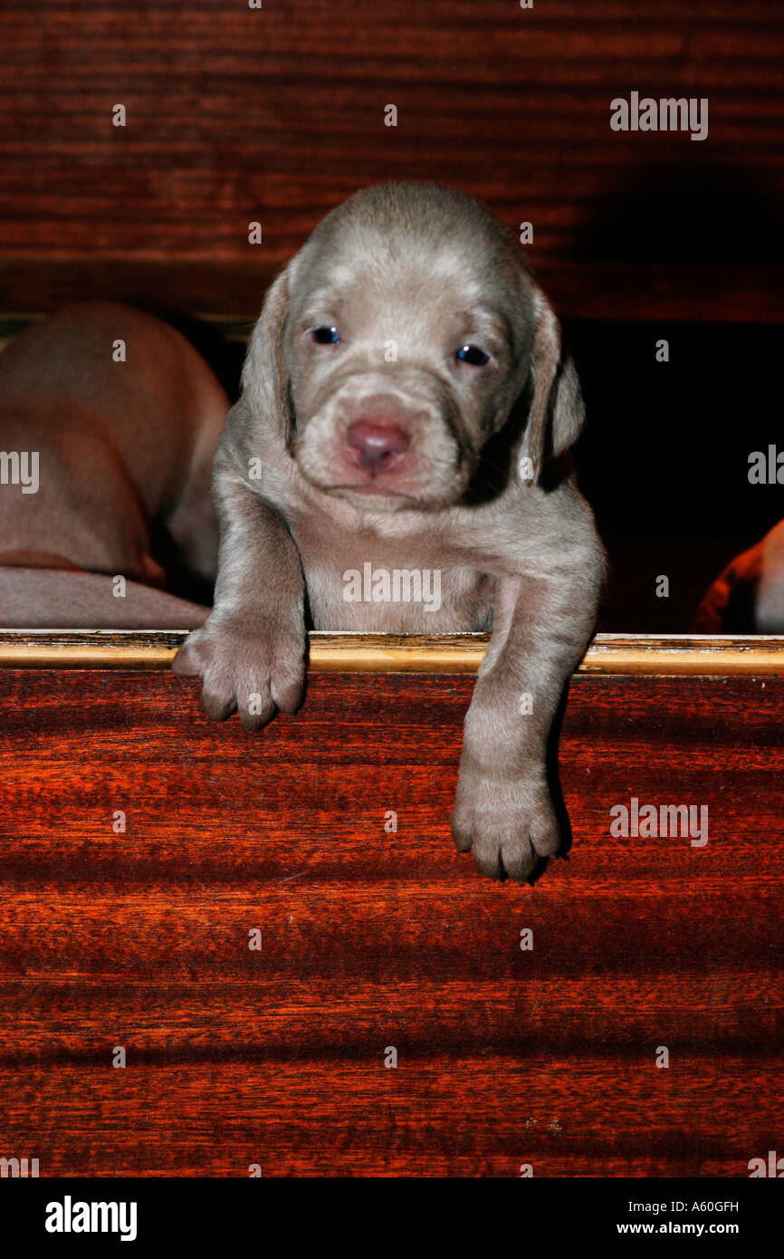 WEIMERANER PUPPY CLOSE UP Stock Photo - Alamy