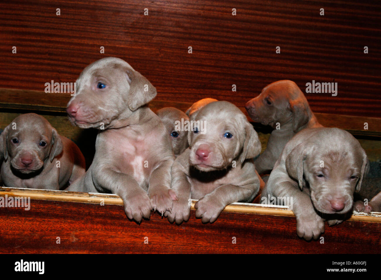 WEIMERANER PUPPIES IN BOX CLOSE UP FRONT VIEW Stock Photo - Alamy