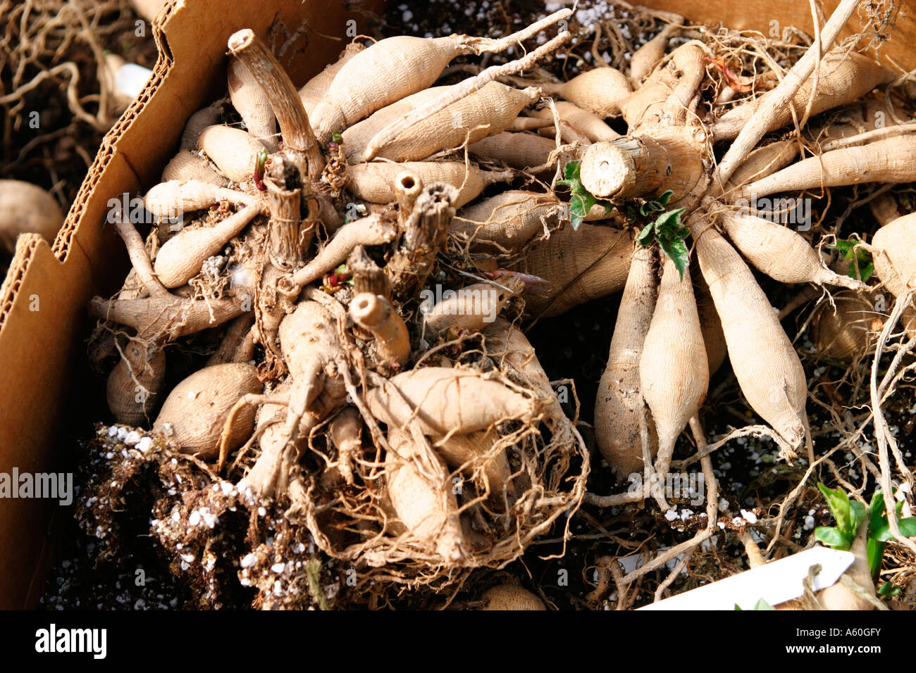 Tuberous Roots Of Dahlia