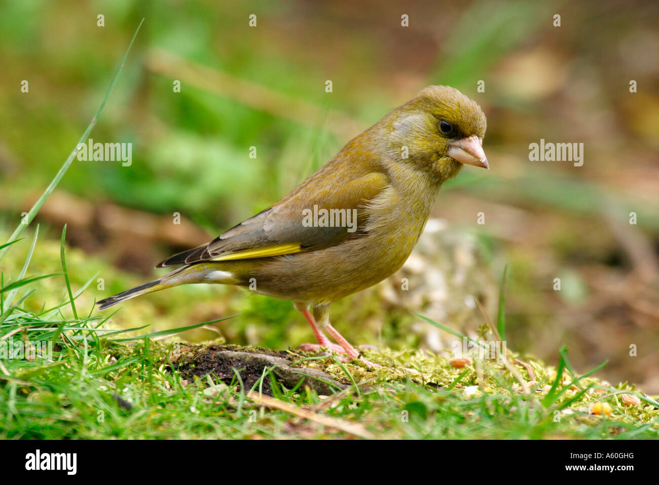 Ground side hi-res stock photography and images - Alamy