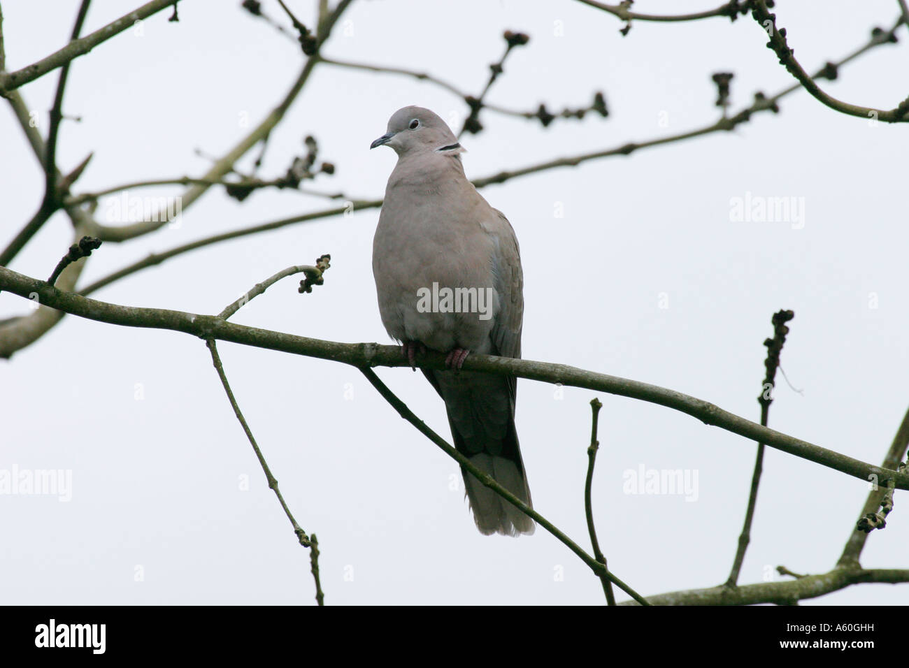 COLLARD DOVE STREPTOPELIA DECAOCTO ON BRANCH FRONT VIEW Stock Photo - Alamy
