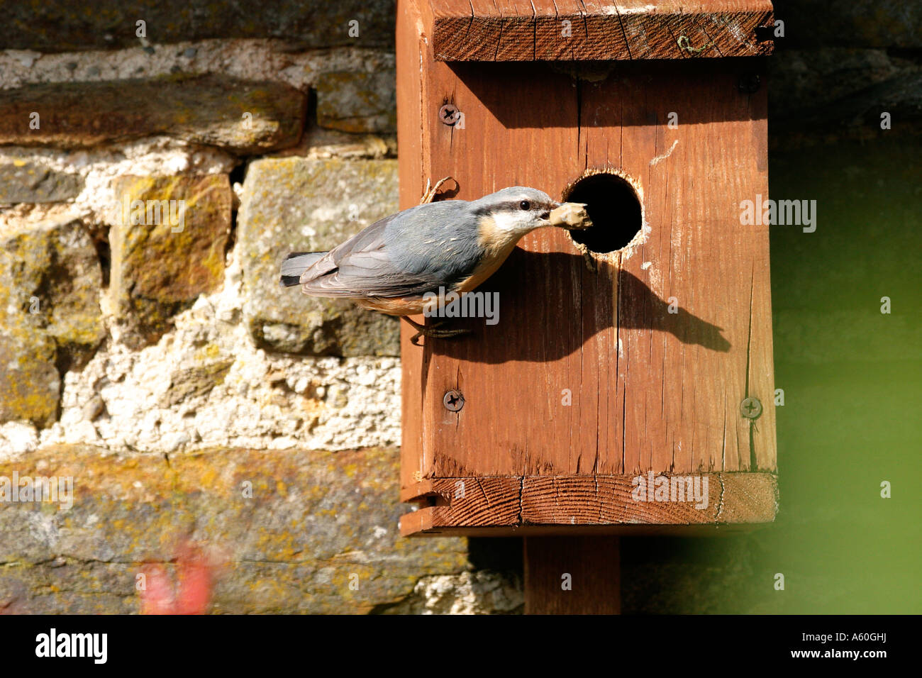 NUTHATCH SITTA EUROPAEA AT NESTBOX WITH MUD SIDE VIEW Stock Photo - Alamy