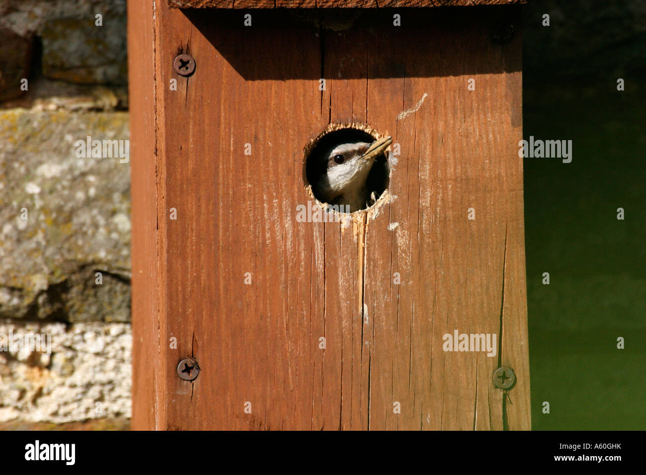 NUTHATCH SITTA EUROPAEA LOOKING OUT OF NESTBOX FRONT VIEW Stock Photo ...