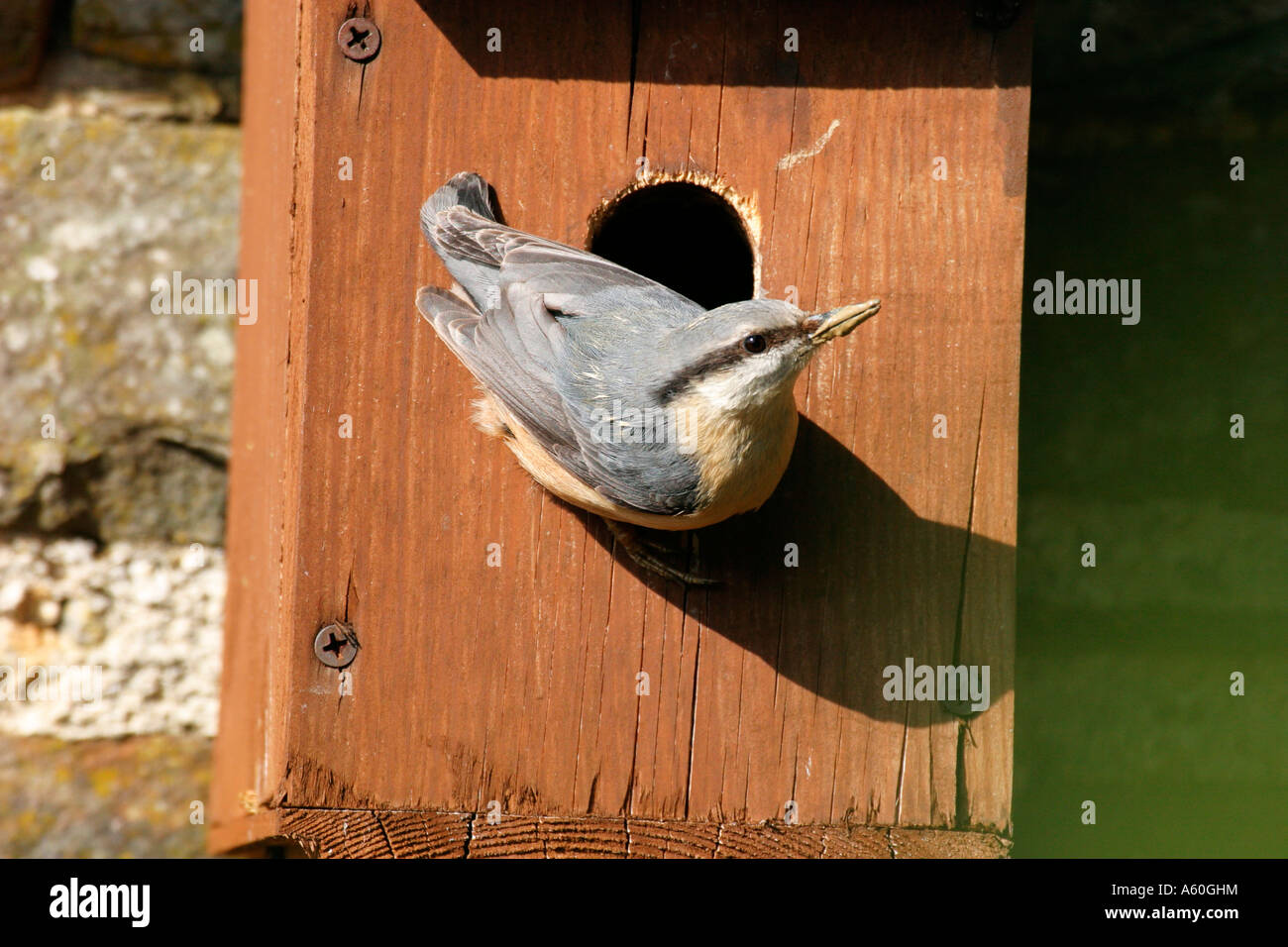 NUTHATCH SITTA EUROPAEA ON FRONT OF NESTBOX FRONT VIEW Stock Photo - Alamy