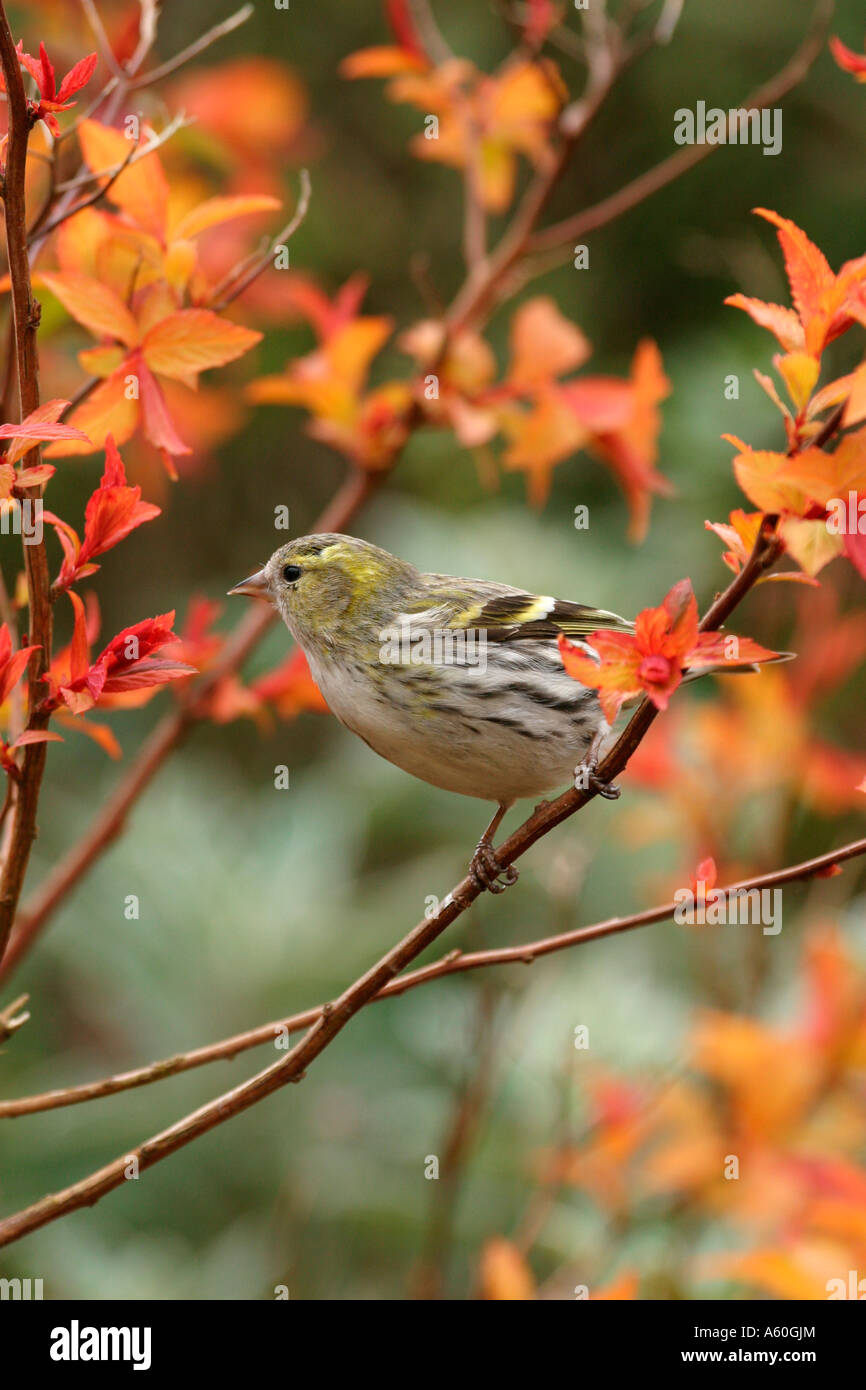 SISKIN CARDUELIS SPINUS ON BRANCH SIDE VIEW Stock Photo - Alamy