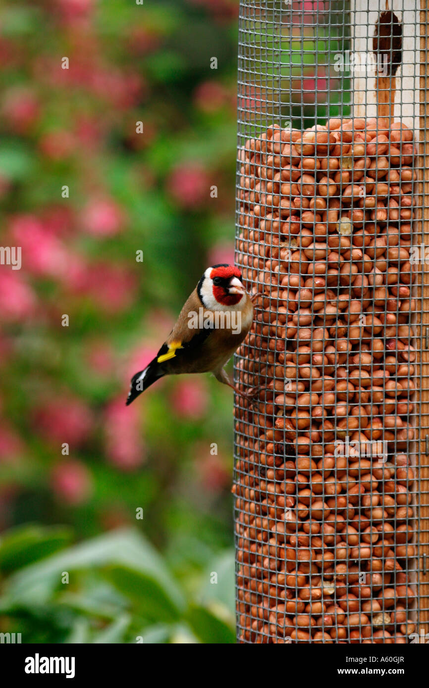 GOLDFINCH CARDUELIS CARDUELIS ON BIRDFEEDER FRONT VIEW Stock Photo - Alamy