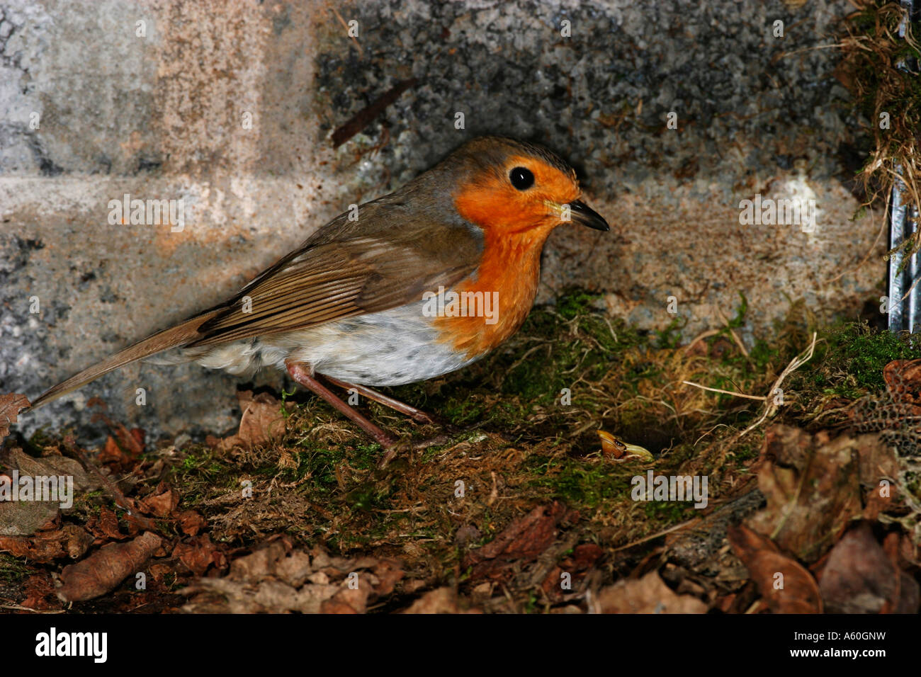 ROBIN ERITHACUS RUBECULA AT NEST SIDE VIEW Stock Photo - Alamy