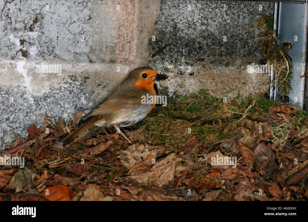 ROBIN ERITHACUS RUBECULA AT NEST SIDE VIEW Stock Photo - Alamy