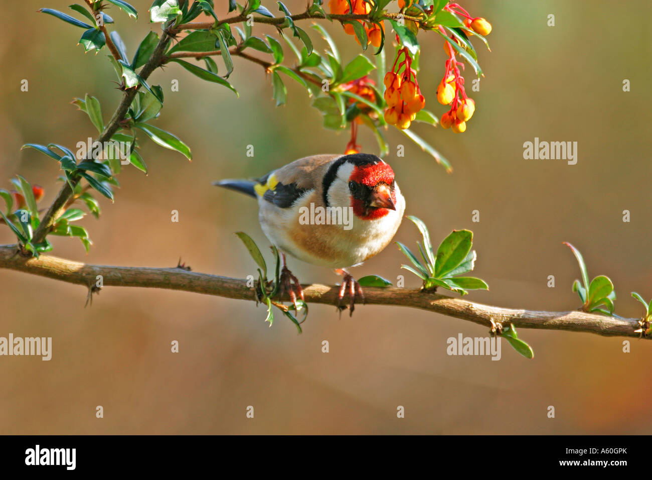 GOLDFINCH CARDUELIS CARDUELIS ON PYRACANTHA FRONT VIEW Stock Photo - Alamy